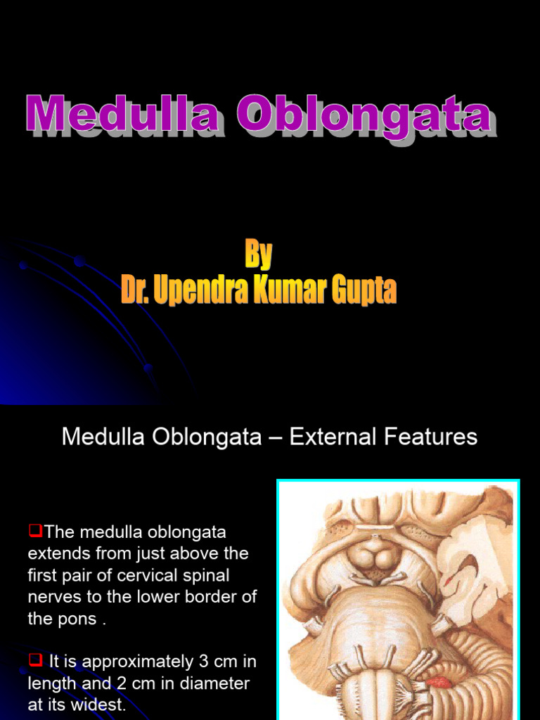 Medulla PPT UK | PDF
