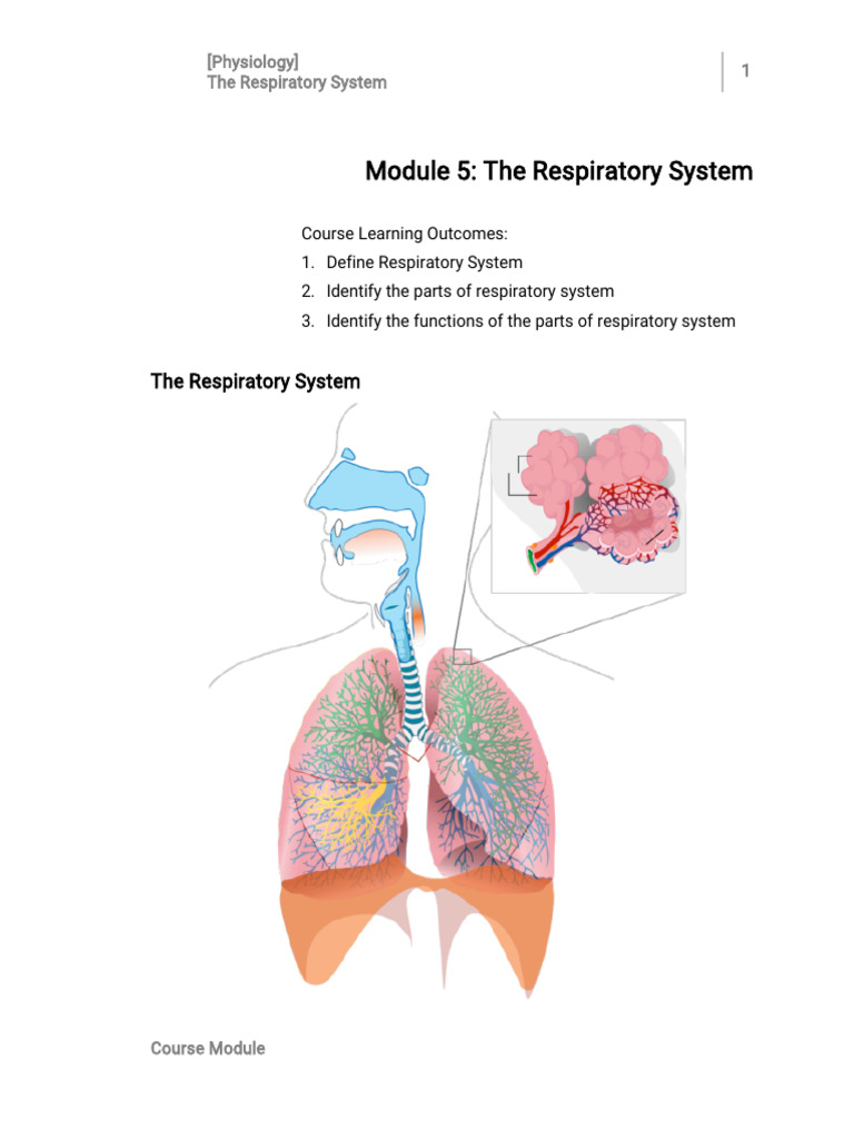 Understanding the Respiratory System | PDF | Wellness | Science ...