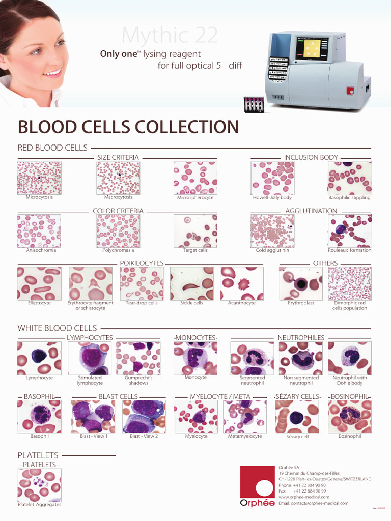 Blood Cells Poster | PDF | Blood Cell | Blood