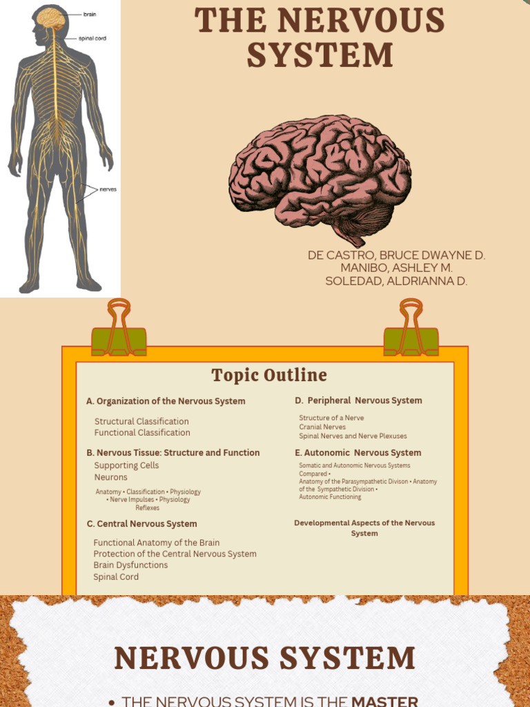 (Oct 1) Nervous-System | PDF | Neuron | Nervous System