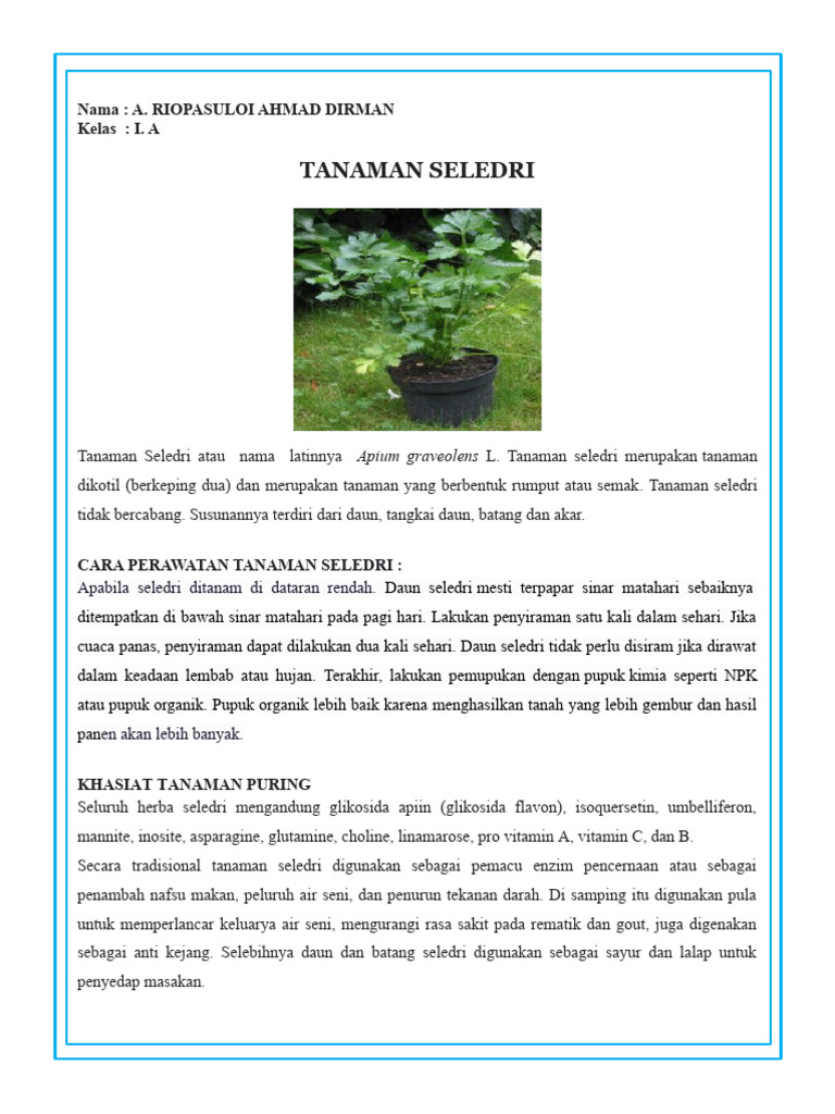 Tanaman Seledri | PDF