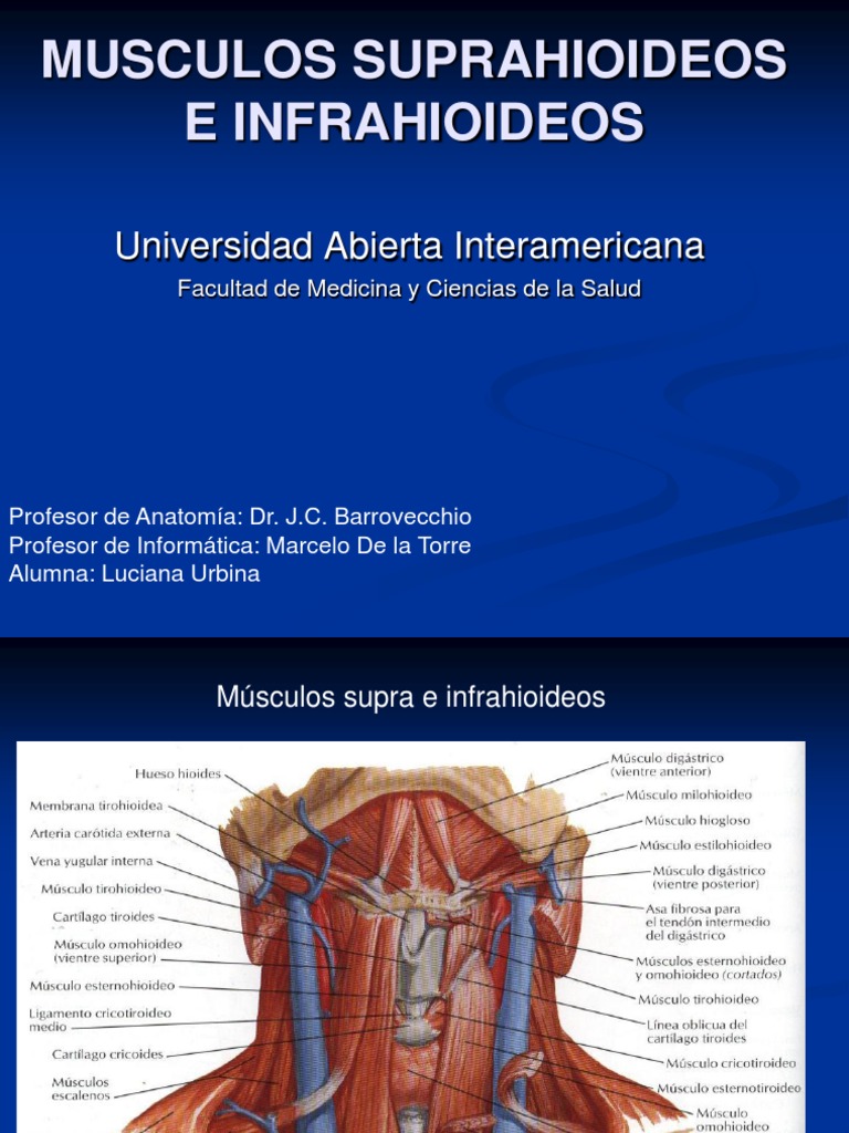 Musculos Suprahioideos e Infrahioideos 1213570191801849 9