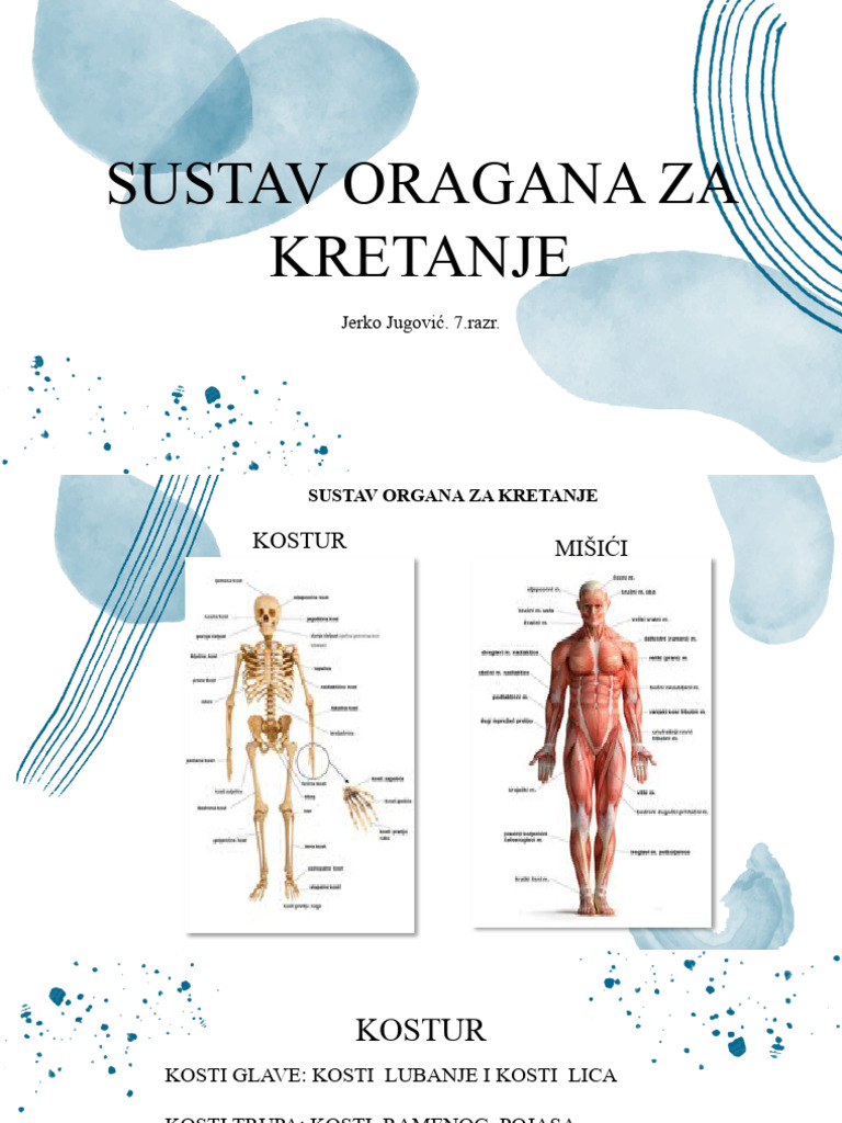 Sustav Organa Za Kretanje | PDF