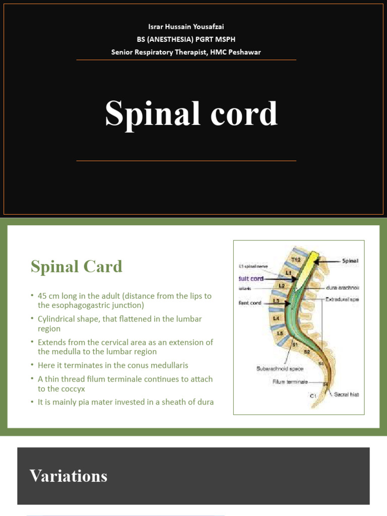 Spinal Card | PDF
