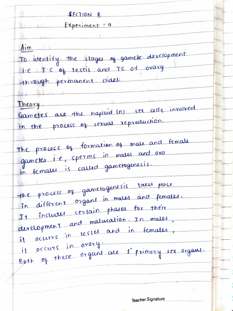 Microscopic Anatomy of Testis | PDF