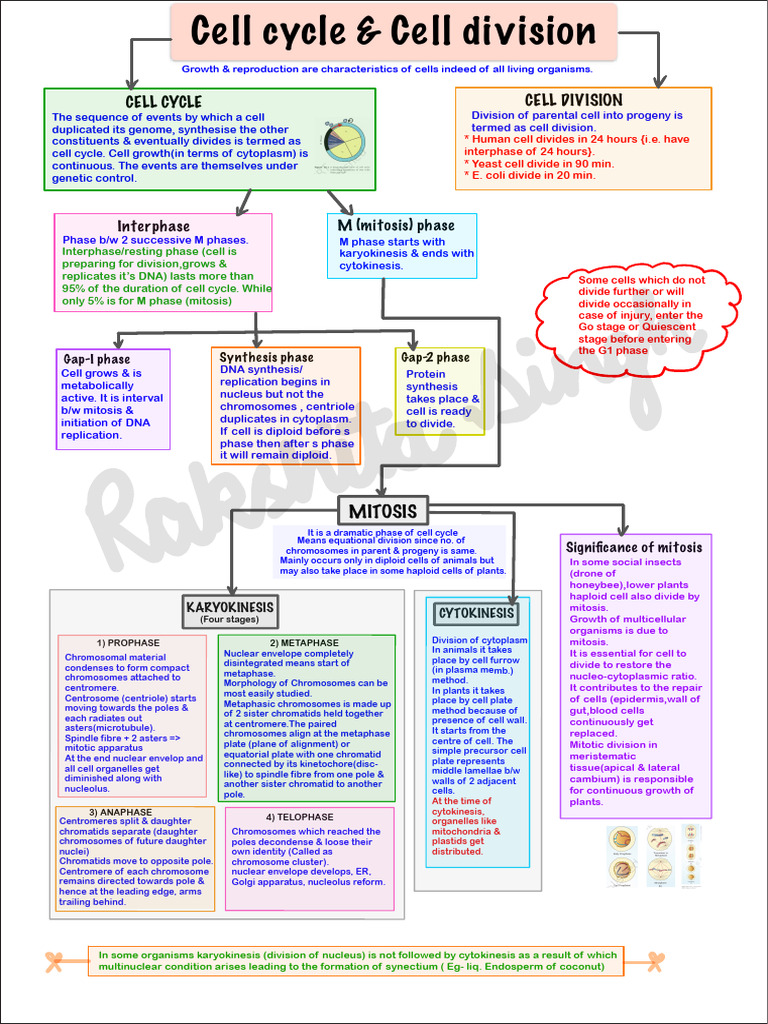 Cell Cycle Cell Division: Interphase M (Mitosis) Phase | Download Free ...