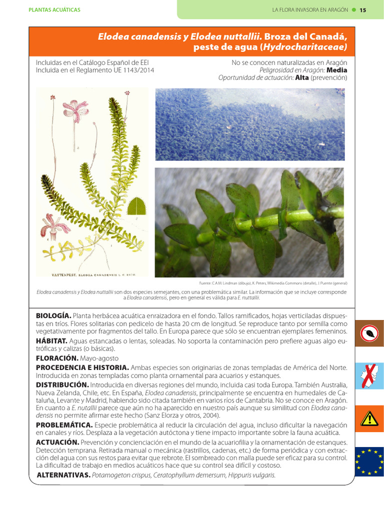 Elodea SPP | PDF | Ecologia Acuatica | Ecología