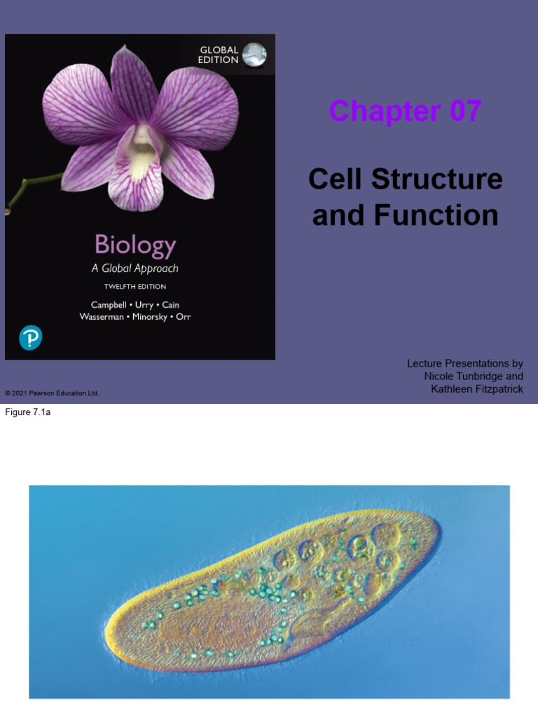 CH7 - Cell Structure Function | PDF | Endoplasmic Reticulum | Chloroplast