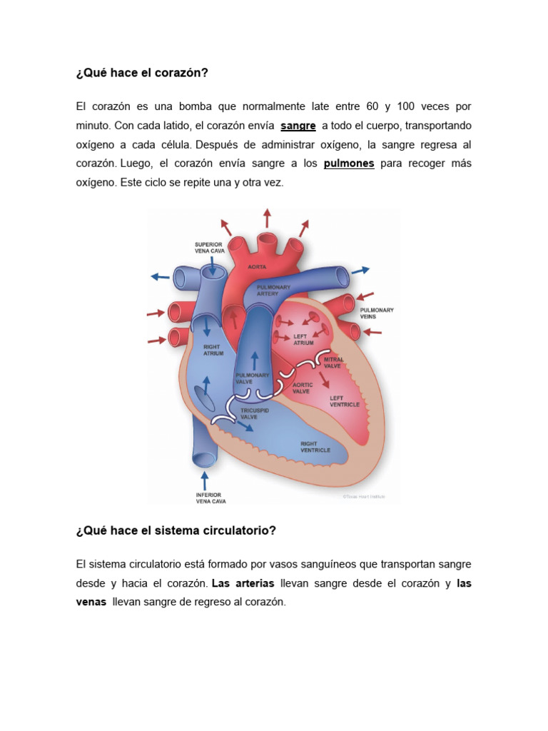 Funcionamiento del Corazón y Circulación | PDF | Arte