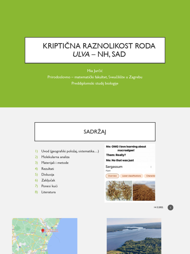 Kriptična Raznolikost Roda Ulva | PDF