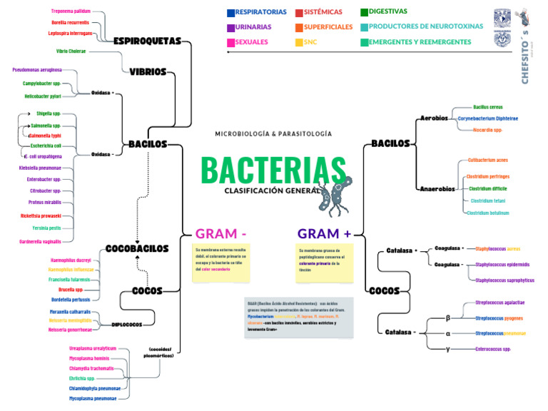 Clasificación de Bacterias | PDF
