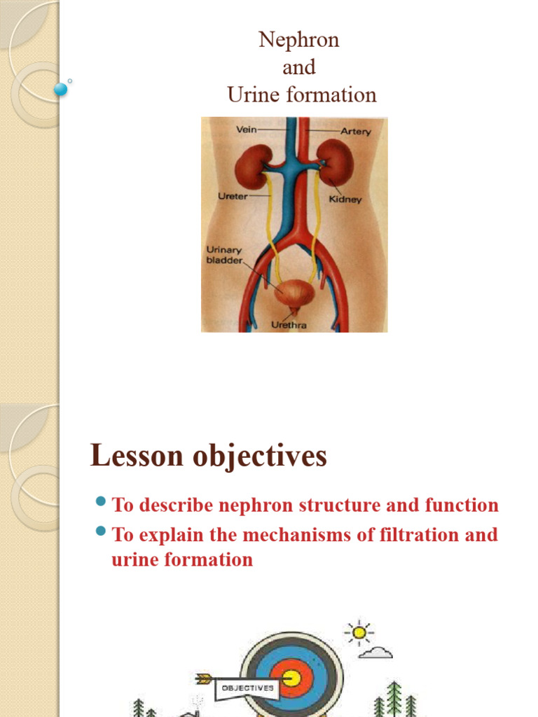2. Nephrone and Urine Formation | PDF | Kidney | Organ (Anatomy)