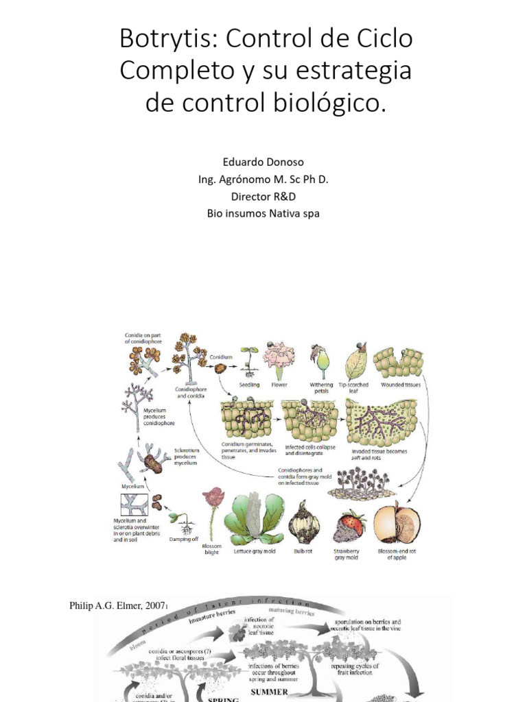 Botrytis Feria Control Biologico | PDF