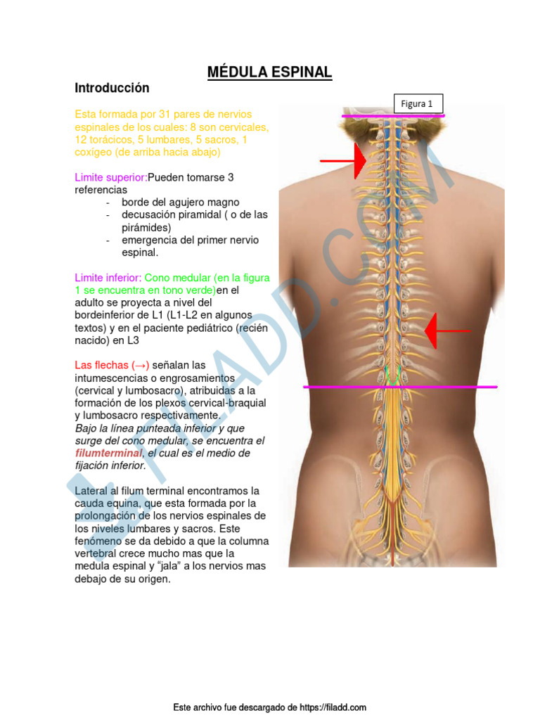 Medula Espinal 2 | PDF