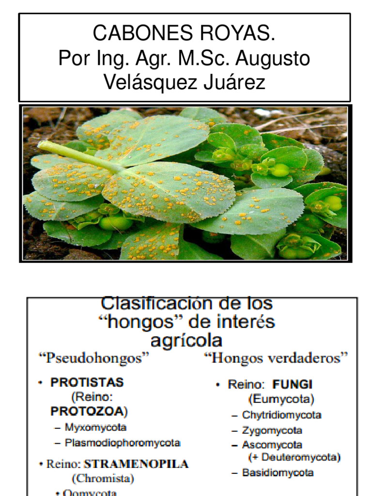 Royas y Carbones | PDF