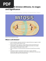 Mitosis in Human Skin Cells Study | PDF | Mitosis | Cell Biology