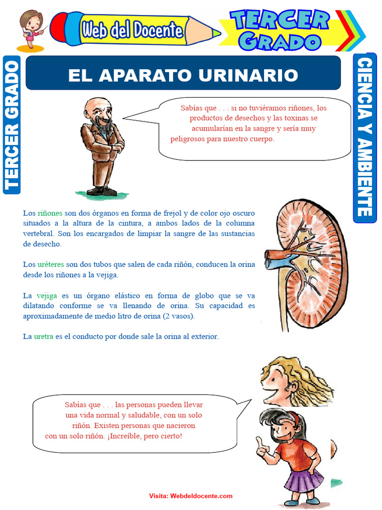 El Aparato Urinario para Tercer Grado de Primaria | PDF | Sistema urinario | Riñón
