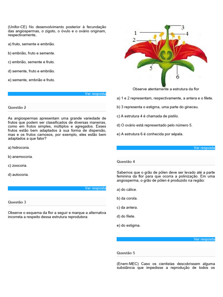 Angiospermas | PDF | Fruta | Semente