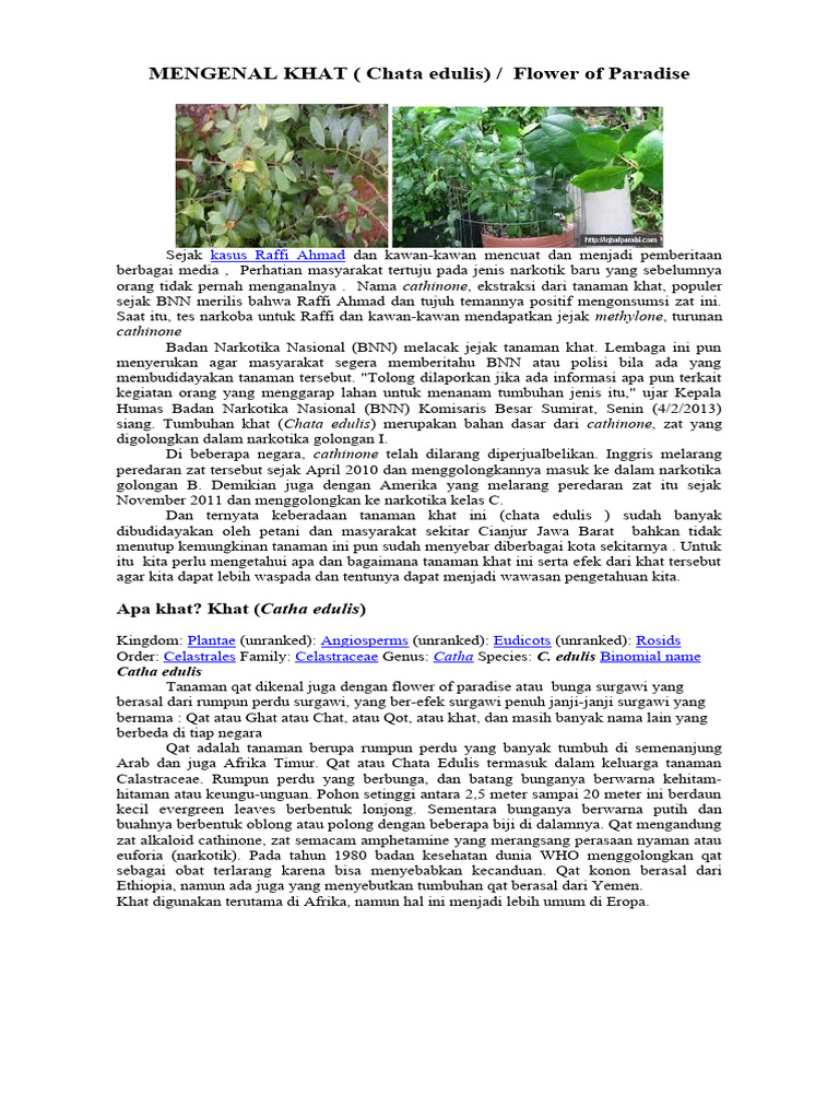 Mengenal Khat (Chata Edulis) | PDF
