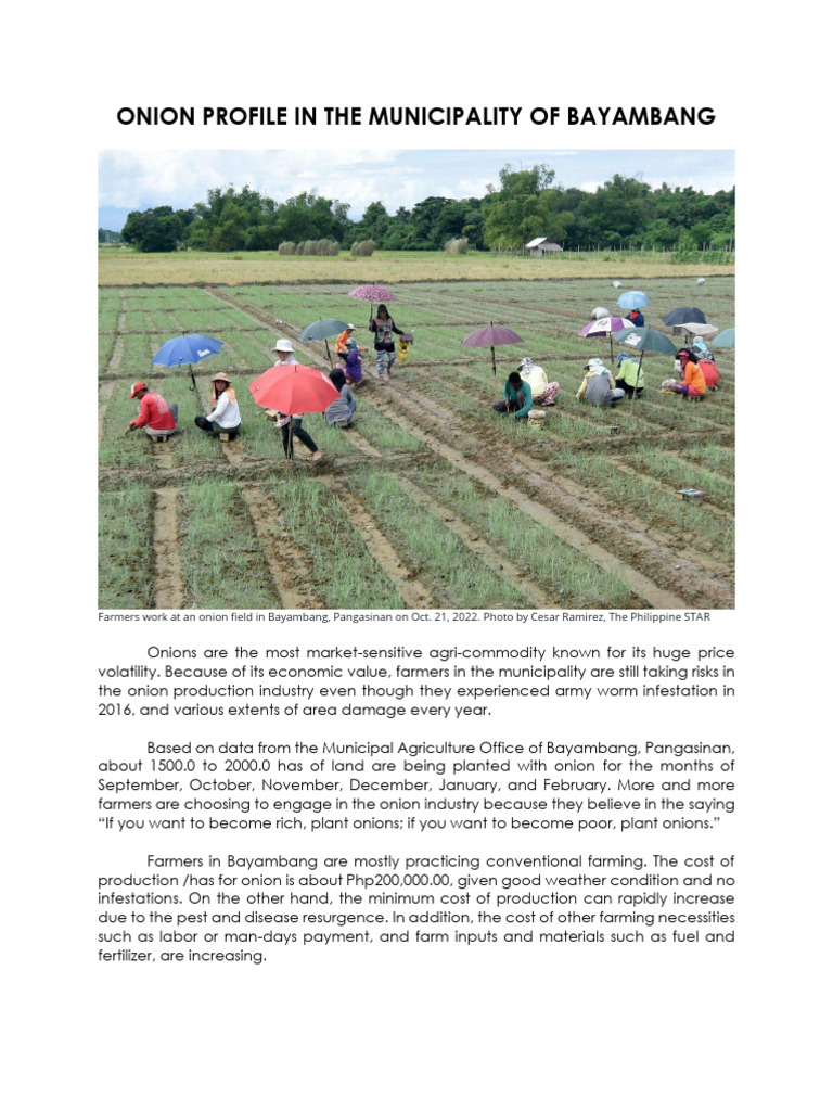 Onion-Profile-in-the-Municipality-of-Bayambang Final | PDF ...