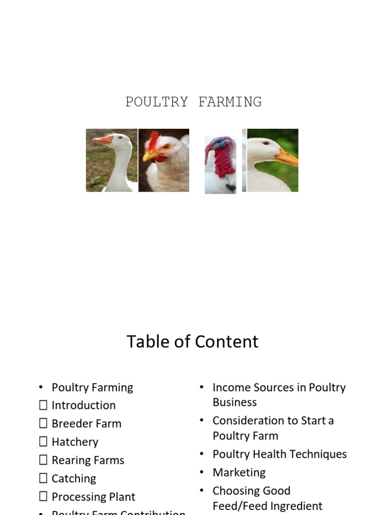 Poultry Farming Pdf Poultry Farming Chicken