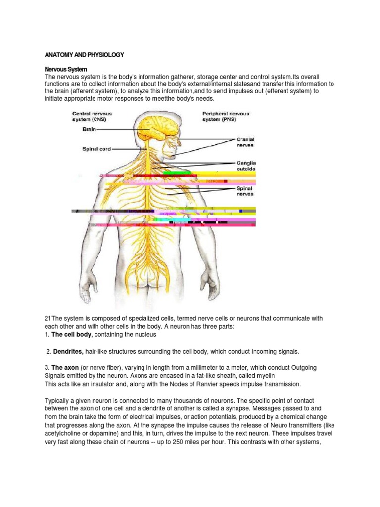 Nervous System Anatomy and Functions | PDF | Central Nervous System ...