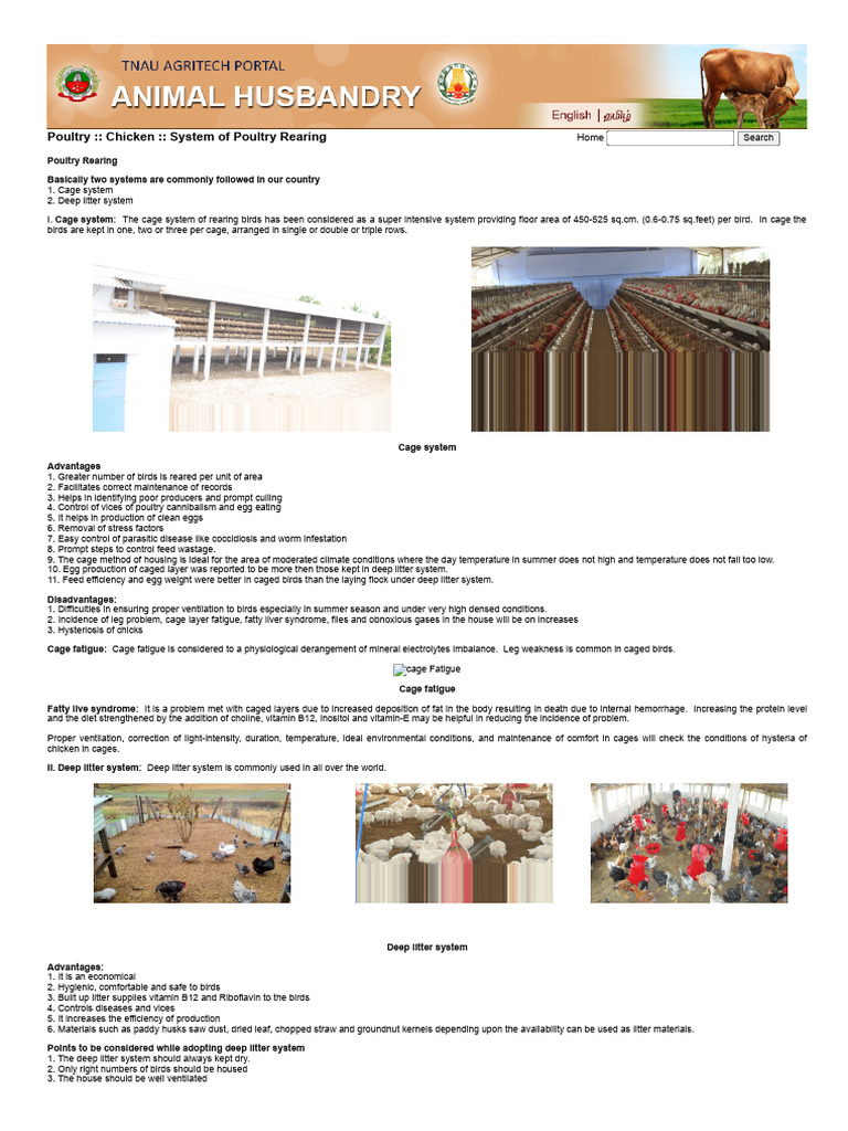 Poultry - Chicken - System of Poultry Rearing | PDF | Poultry Farming ...