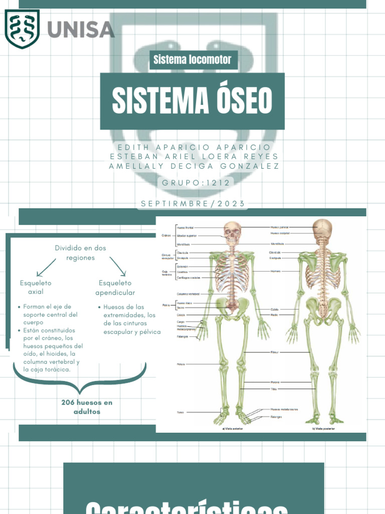 Sistema Óseo | PDF