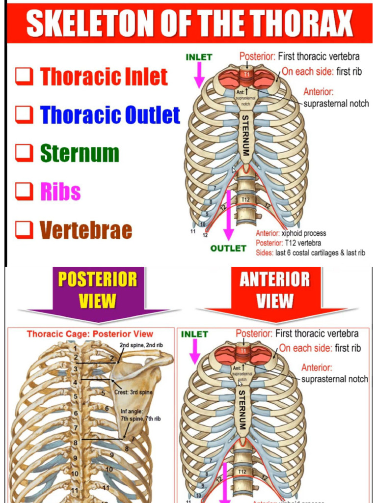 Thorax I & II Complete Anatomy Adil Bandok | PDF
