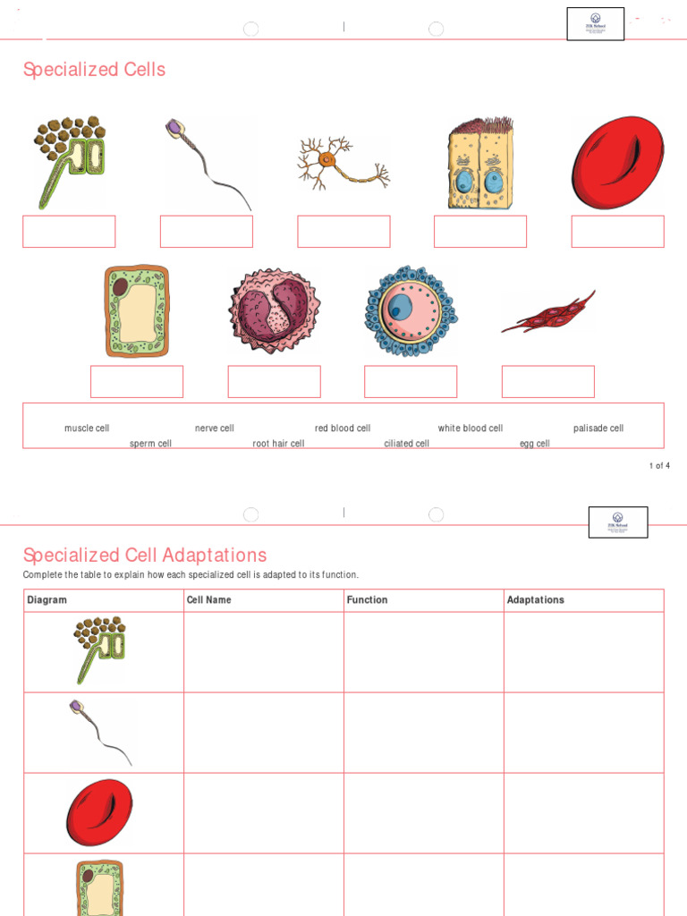 Specialised-Cells-Worksheet - Combined Science | PDF