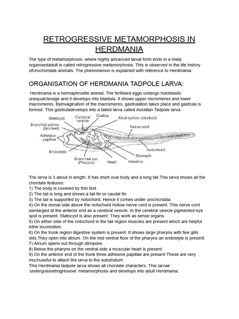 Retrogressive Metamorphosis in Herdmania-1 | PDF | Anatomy | Zoology