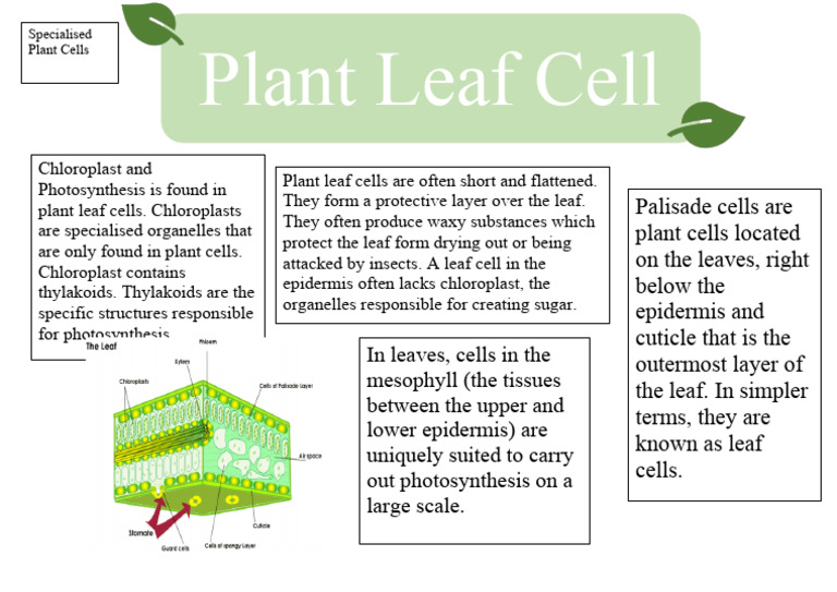 Plant Leaf Cell | PDF