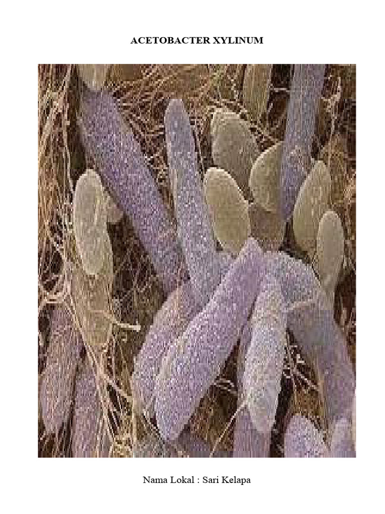 Acetobacter Xylinum 2 | PDF