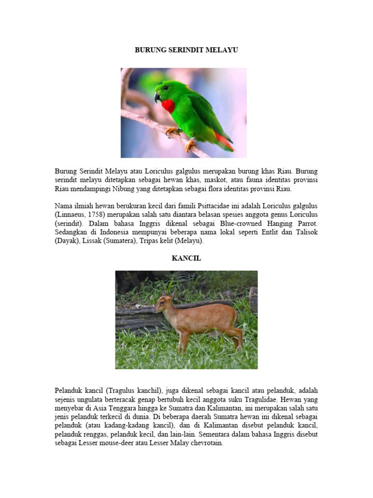 Burung Serindit Melayu | PDF
