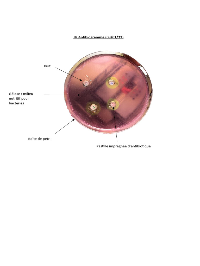 TP Antibiogramme Paslas | PDF | Développement personnel | Sciences et ...