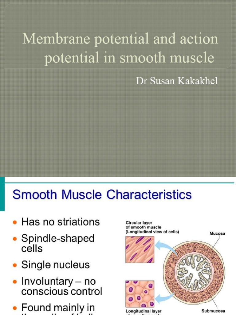 Action Potential in Smooth Muscles (2) | PDF | Muscle Contraction ...