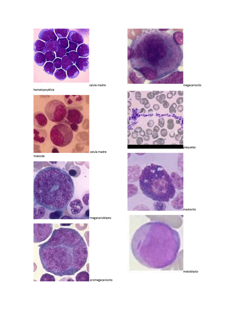 celula madre hematopoyética | PDF
