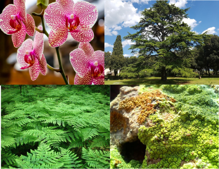 Flora Rupa Rupa | PDF