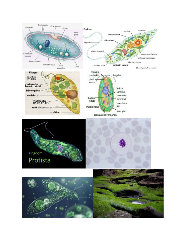 Protista | PDF