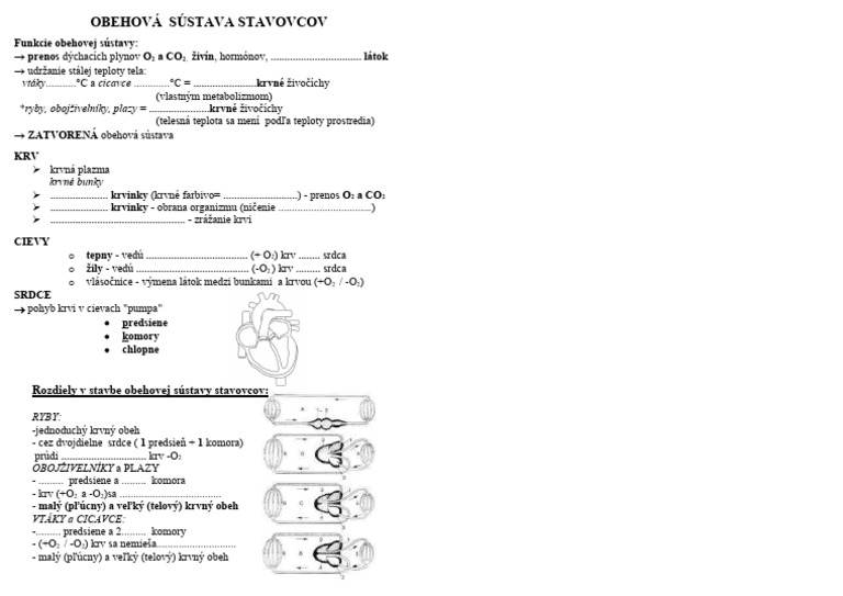 BIO 7r Obehová Sustava Stavovcov | PDF
