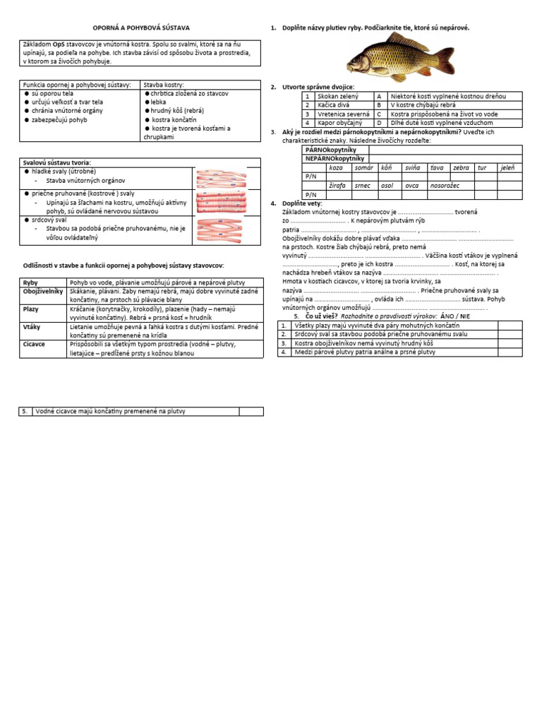 BIO - 7r - Oporná A Svalová Sústava Stavovcov | PDF