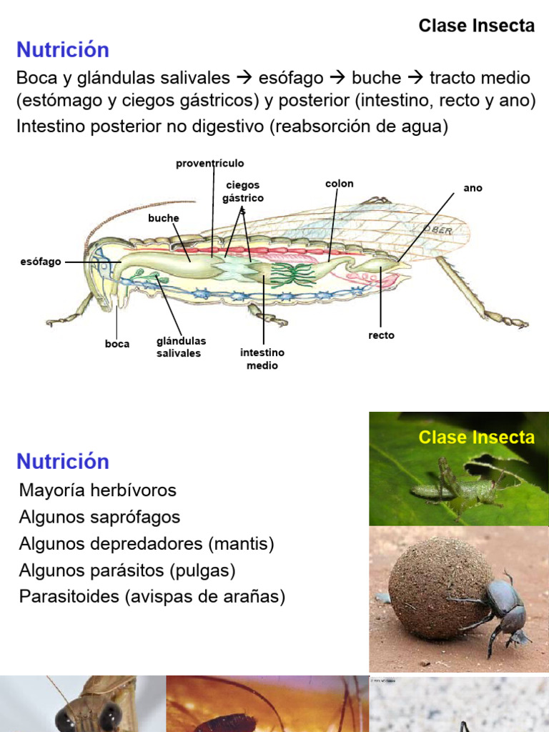12_uniramia_02 | PDF | Insectos | Anatomía
