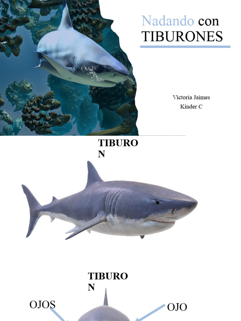 Características y Hábitos de los Tiburones | PDF | Tiburones | Vertebrados