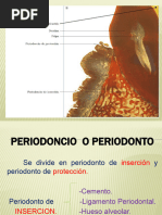 Tipos de Cemento Radicular: Acelular y Celular | PDF | Ramas de ...