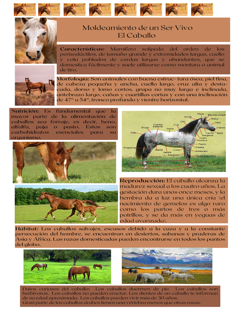 Características y datos curiosos del caballo | PDF | Hogar, jardinería ...