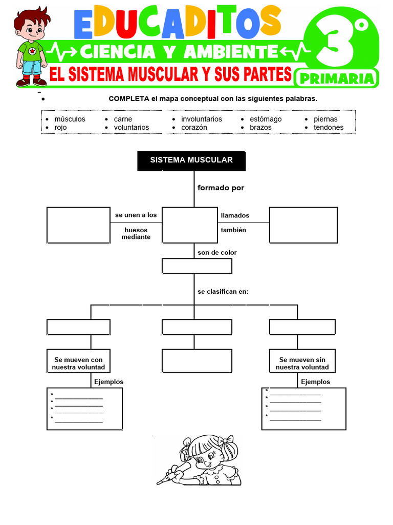 Mapa Conceptual del Sistema Muscular | PDF | Músculo esquelético ...