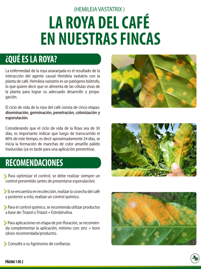Roya en Finca | PDF | café | Cosecha