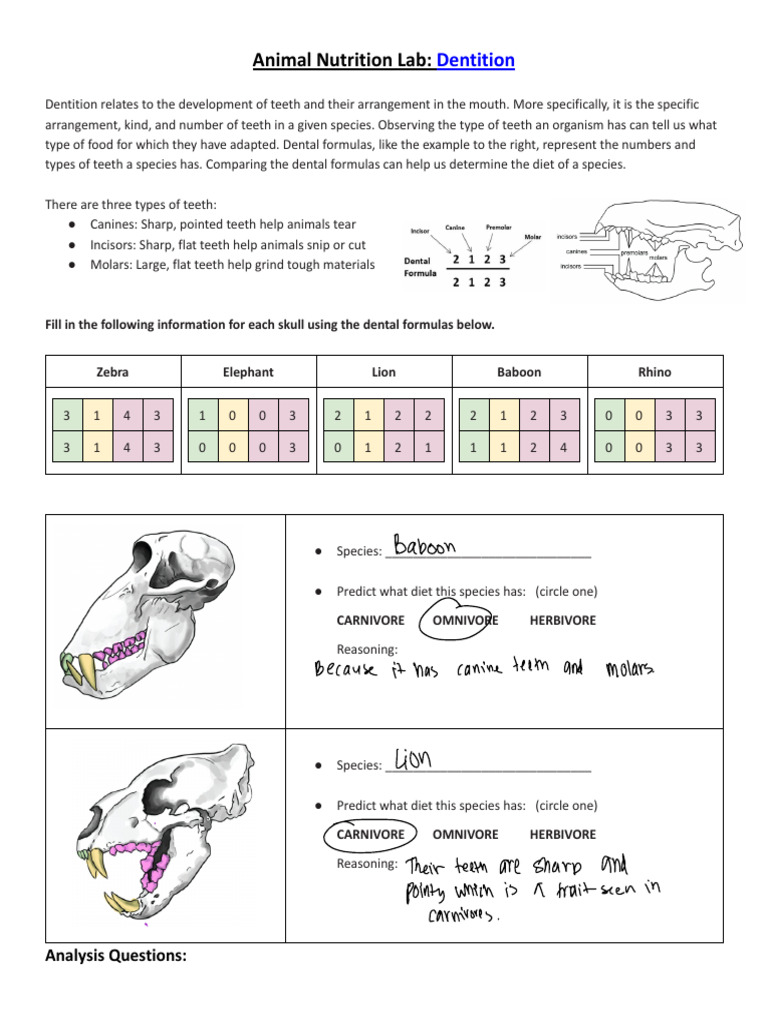 Animal Nutrition Lab - Dentition and Dietary Requirements | Download ...