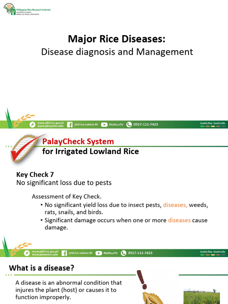 Major Rice Diseases of Rice and Their Management | PDF | Rice | Plant ...