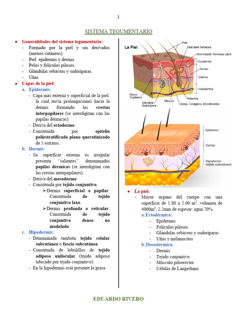 Sistema Tegumentario Histologia | Descargar gratis PDF | Piel | Sistema tegumentario